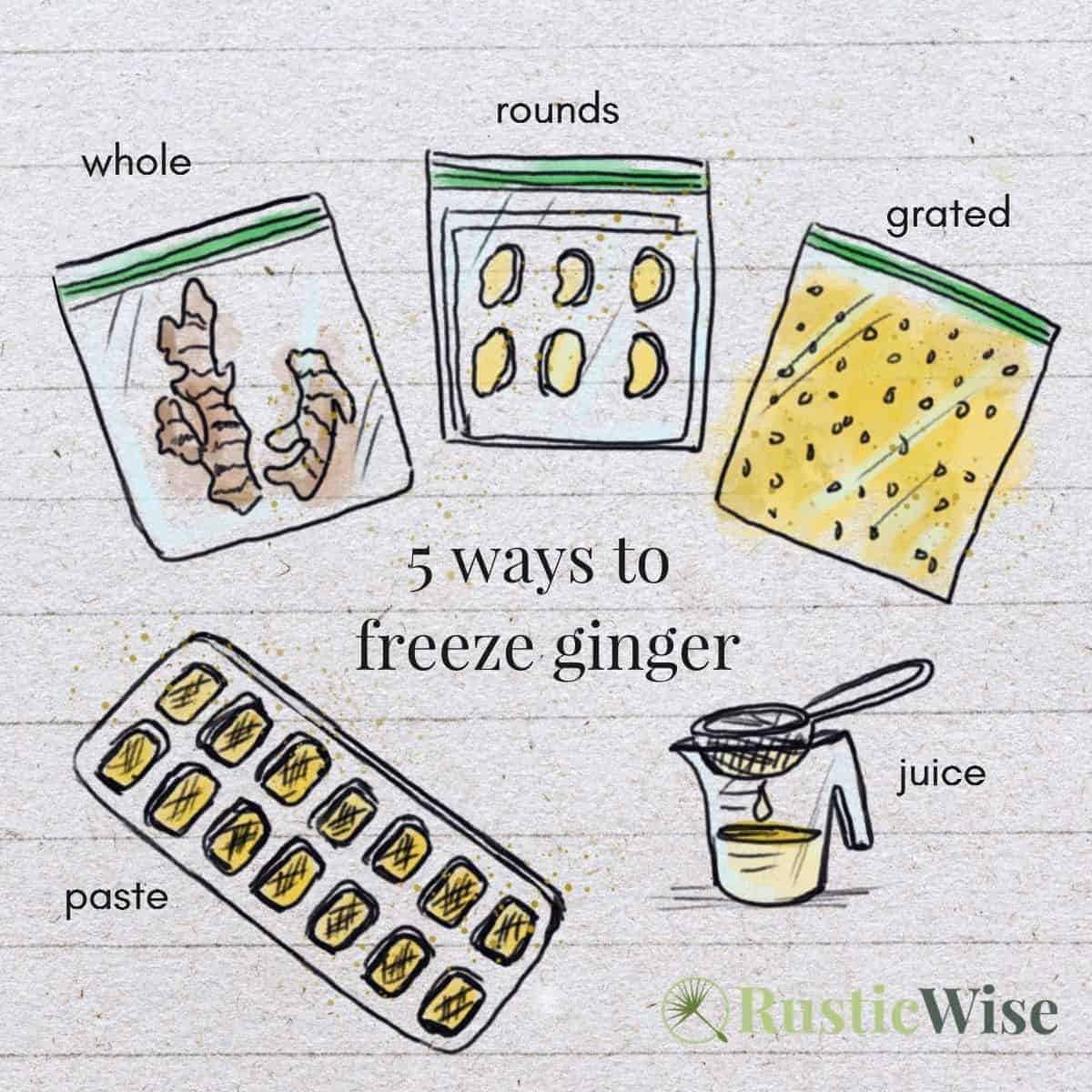 How to Freeze Fresh Ginger Root 5 Ways – RusticWise